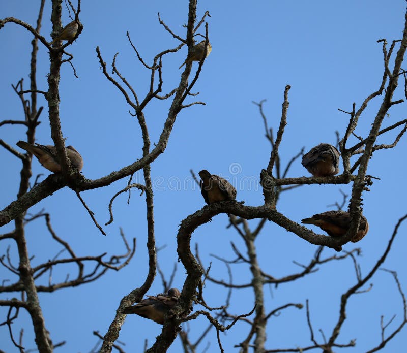Birds resting stock photo. Image of brazil, nature, birds - 241682702