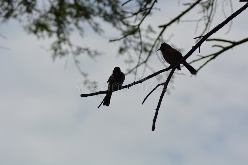 Birds resting stock image. Image of branch, resting, birds - 77753601