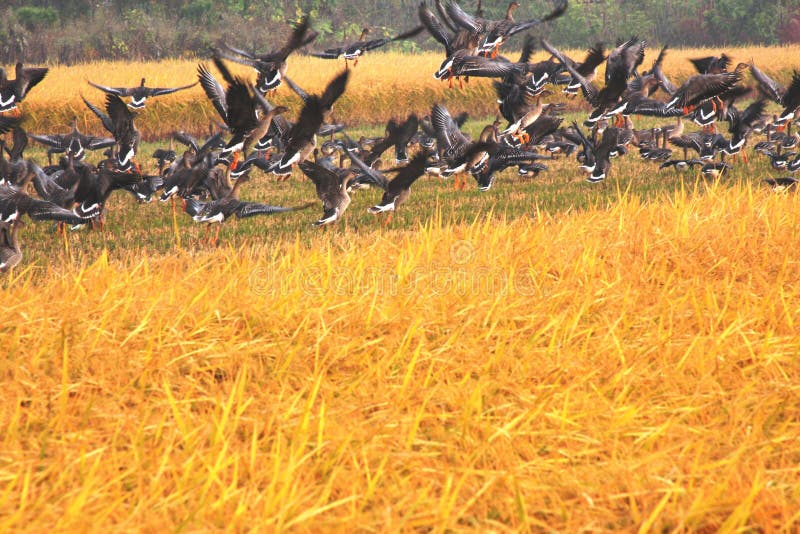 Birds in the rice field stock image. Image of rice, wild - 36780545