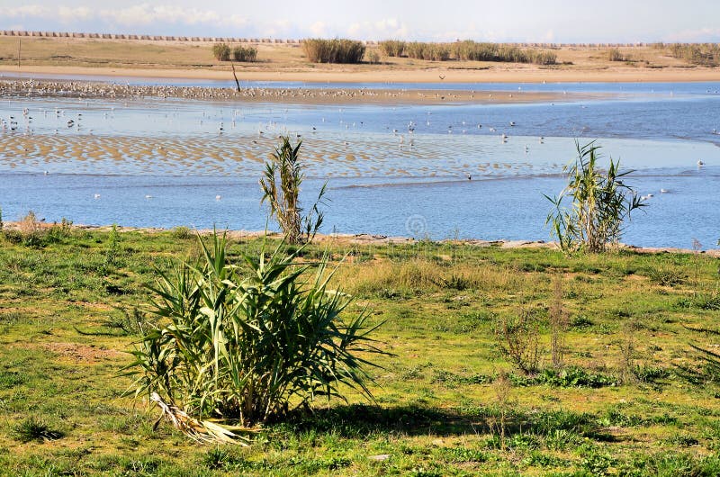 Birds on the river Douro stock image. Image of sand, river - 26861049