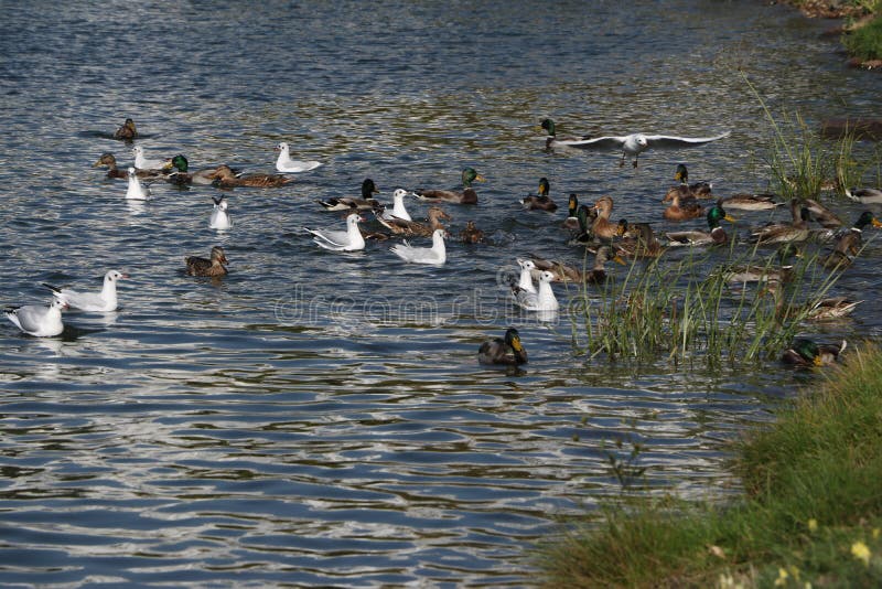 Birds on the river stock photo. Image of fishes, national - 62631928