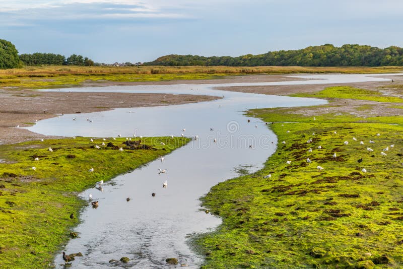 A River at Low Tide stock image. Image of people, avian - 146651433