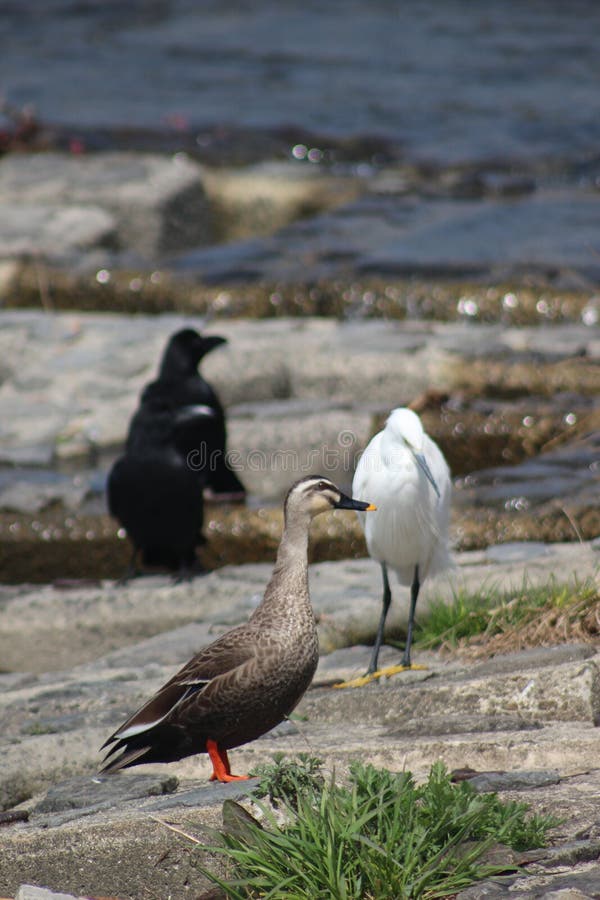 Birds by the River stock image. Image of water, together - 116279899