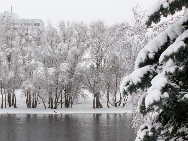 Birds on the River in Winter Stock Image - Image of season, europe ...