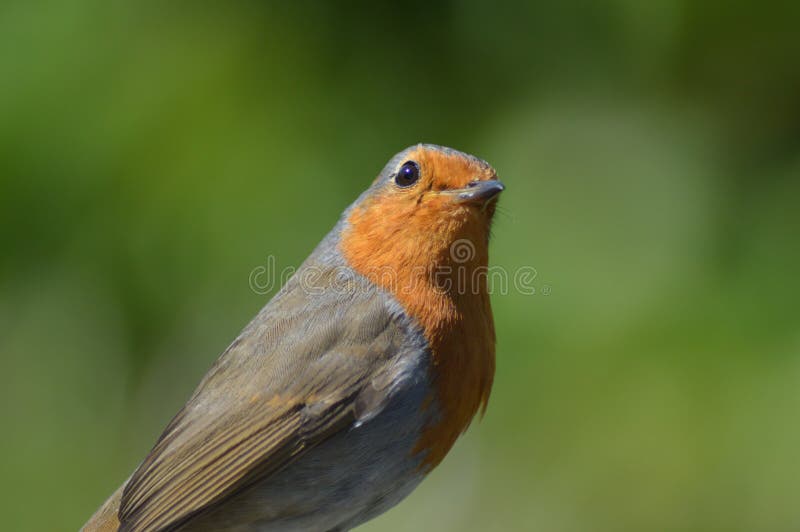 Birds stock photo. Image of closeup, curious, bird, robin - 250767352