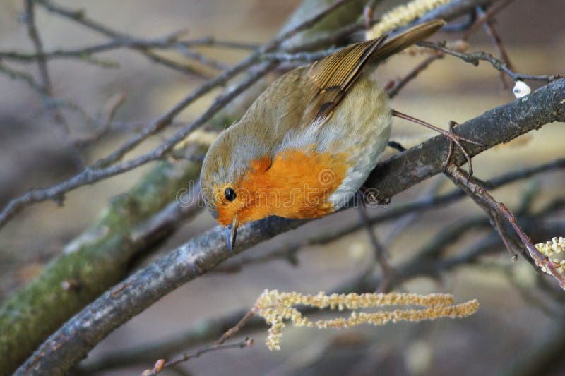 BIRDS - Robin / Rudzik Raszka Stock Photo - Image of erithacus, raszka ...