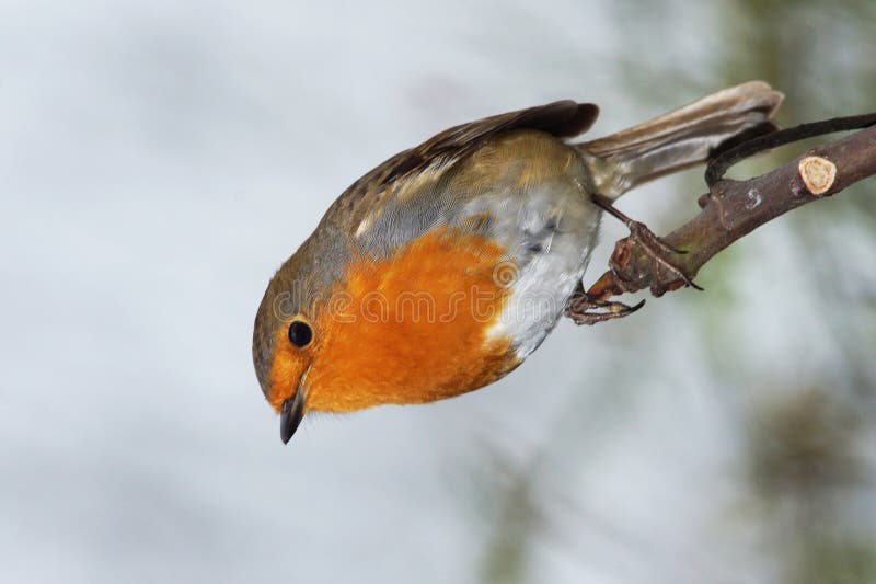 BIRDS - Robin / Rudzik Raszka Stock Photo - Image of beak, fauna: 37534158