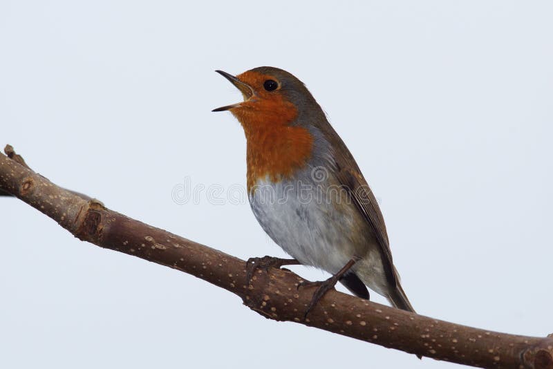 BIRDS - Robin / Rudzik Raszka Stock Photo - Image of beak, fauna: 37534158