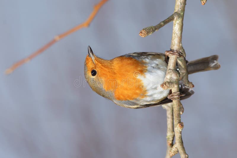 BIRDS - Robin / Rudzik Raszka Stock Photo - Image of organism, animals ...