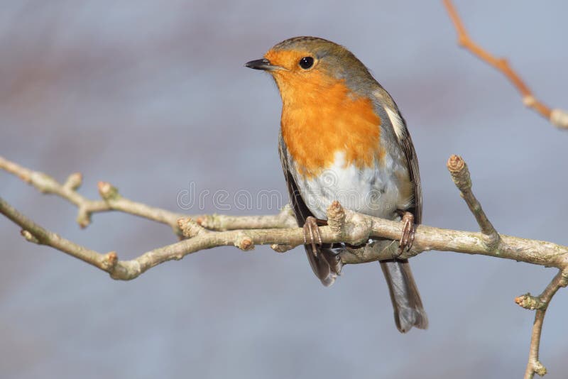BIRDS - Robin / Rudzik Raszka Stock Image - Image of branch, passerines ...