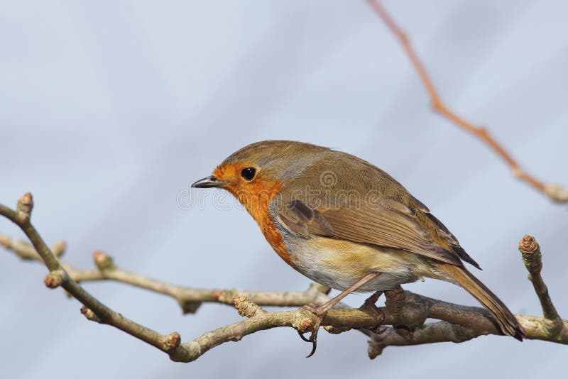 BIRDS - Robin / Rudzik Raszka Stock Image - Image of songbird, feather ...
