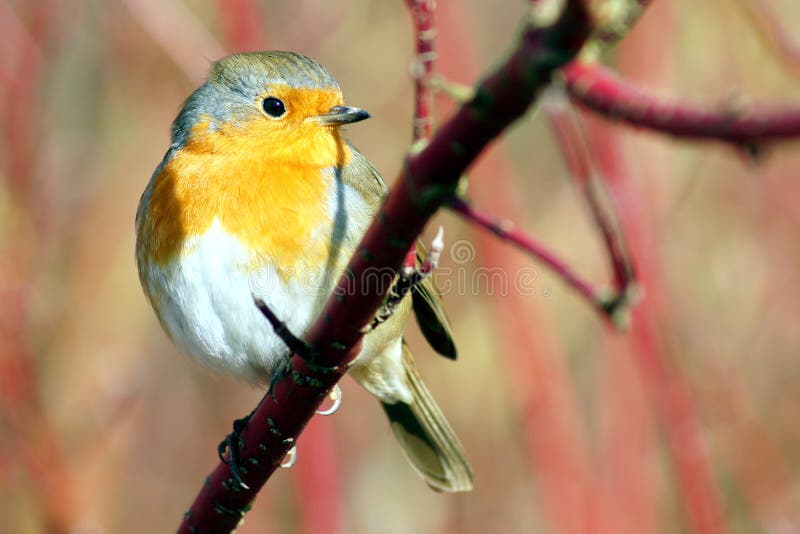 BIRDS - Robin / Rudzik Raszka Stock Photo - Image of birds, animals ...