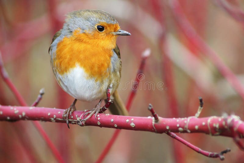BIRDS - Robin / Rudzik Raszka Stock Photo - Image of birds, parks: 37536142