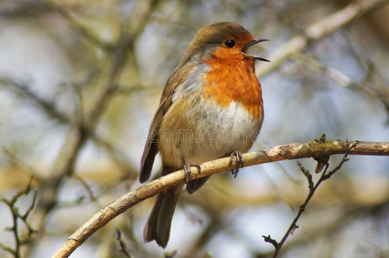 BIRDS - Robin / Rudzik Raszka Stock Image - Image of rubecula, parks ...
