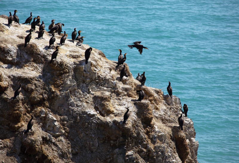Birds on rock stock photo. Image of birds, nature, rocks - 20931964