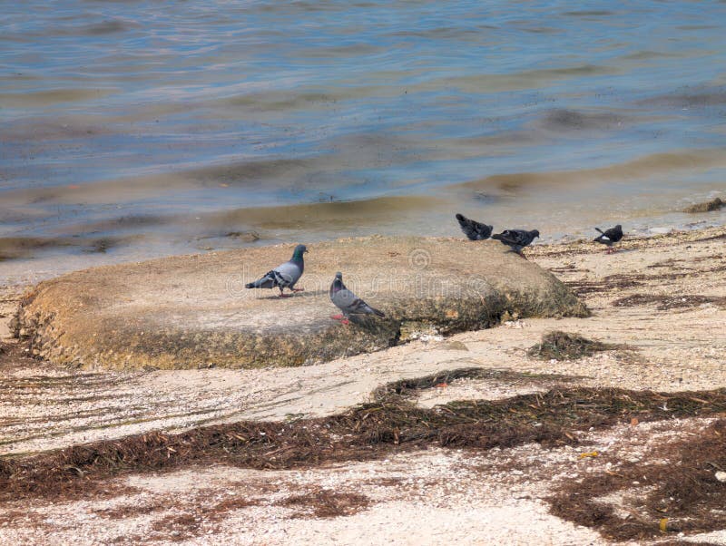 Birds on a rock stock image. Image of rock, water, florida - 330816411
