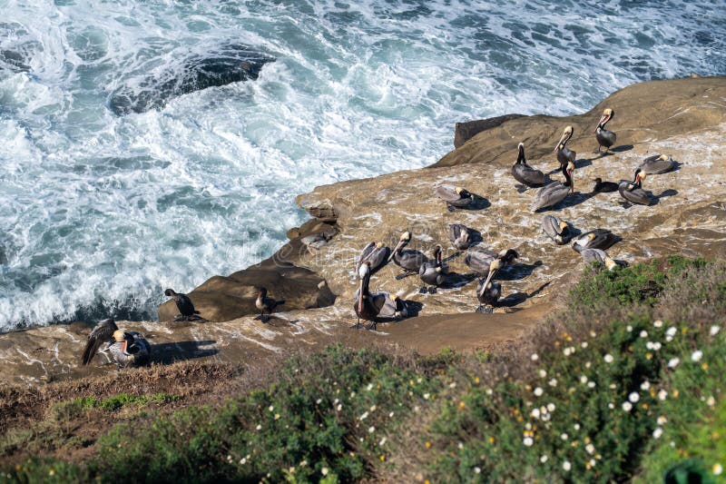 Birds on a rock stock image. Image of rock, sand, shore - 304005221