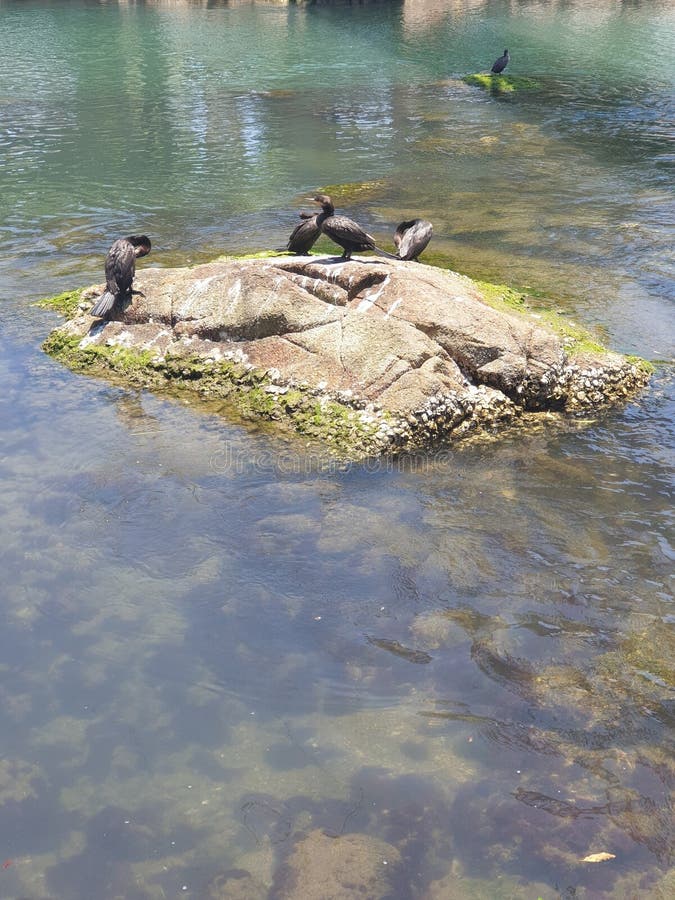 Birds on a rock stock image. Image of view, wood, waterfowl - 346990711