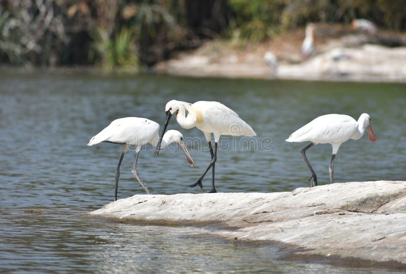 Birds on a rock stock image. Image of rock, stork, beautiful - 140549055