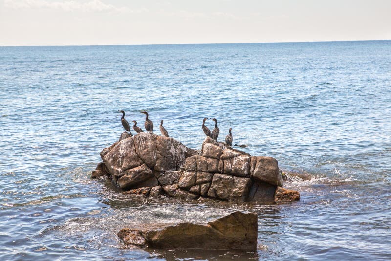 Birds on a rock stock image. Image of tropical, ocean - 63378559
