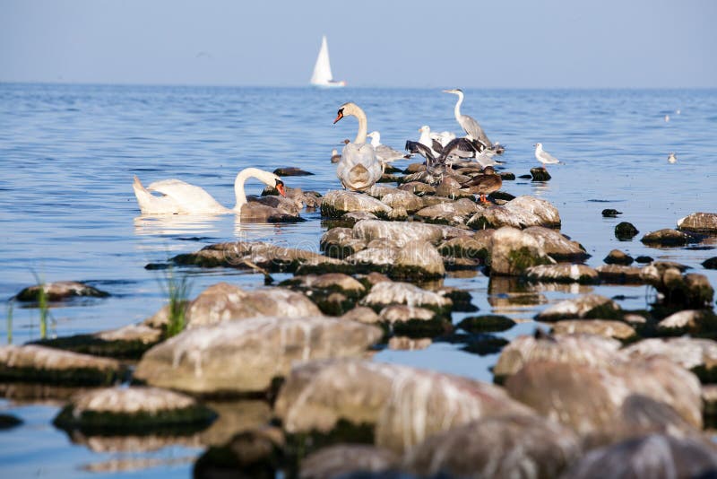 Birds on the rocks stock image. Image of seagull, birds - 28026263