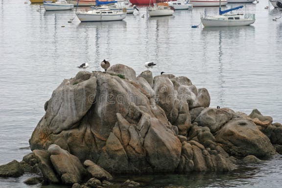 Birds on Rocks stock image. Image of summer, fishing, water - 786321
