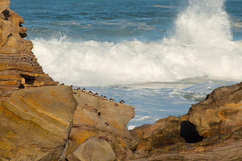 Birds in the Rocks and Big Waves in the Ocean Stock Image - Image of ...