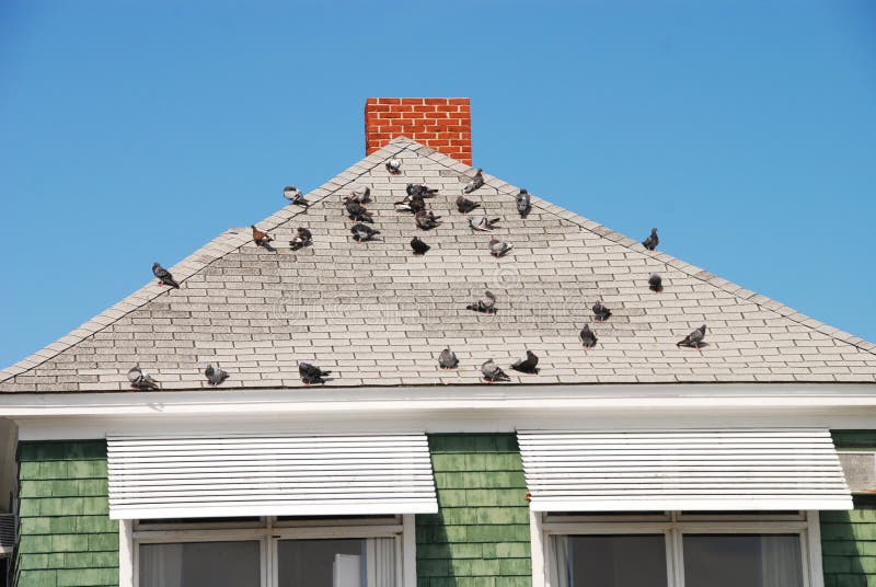 18,030 Birds Roof Stock Photos - Free & Royalty-Free Stock Photos from ...