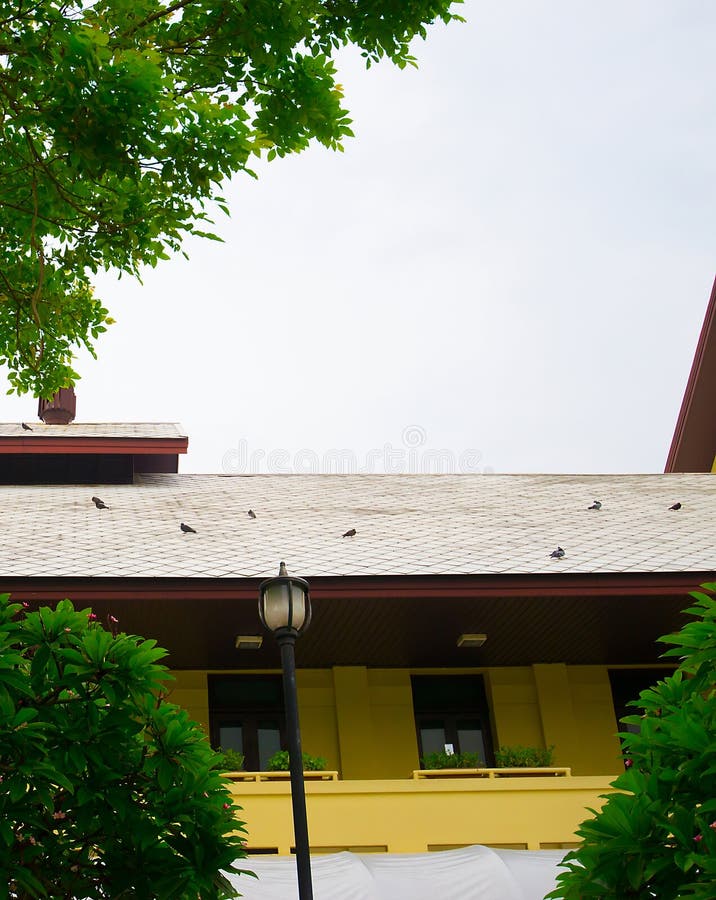 Birds on the Roof of a Residential Building Stock Image - Image of ...