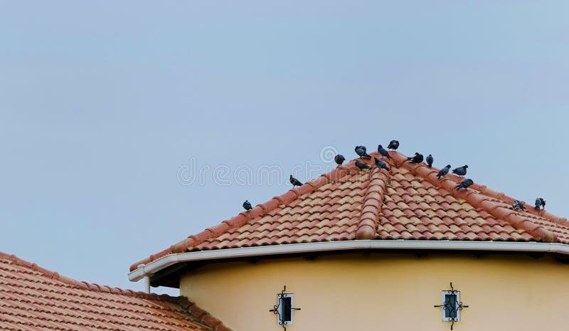 Birds on the roof stock image. Image of urban, space - 42048831