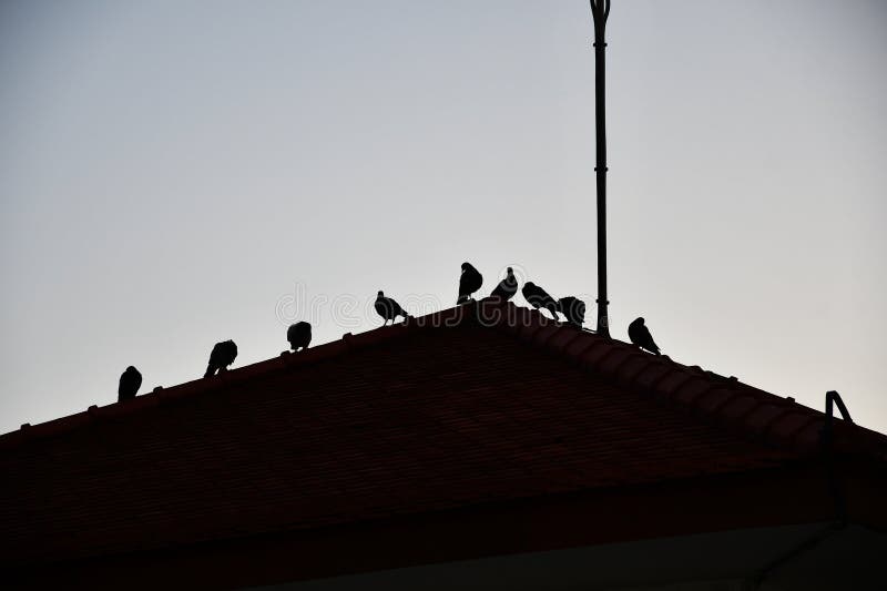 Birds Rooftop Silhouette Sky Shadow Stock Photo - Image of avian, flock ...