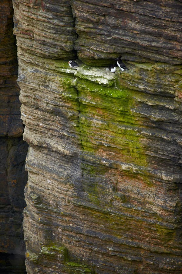 Birds rookery stock photo. Image of fratercula, arctica - 16483184