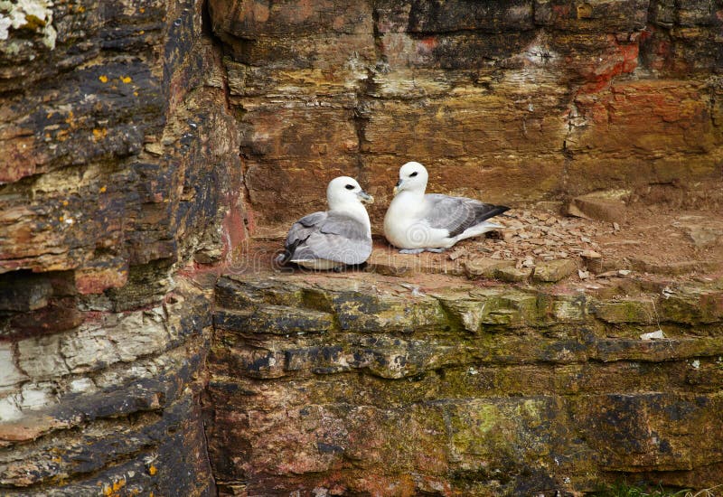 Birds rookery stock photo. Image of view, britain, seagull - 16483200