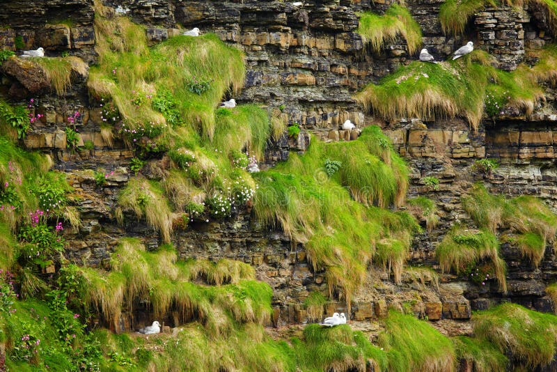 Birds rookery stock photo. Image of landscape, birds - 33459736