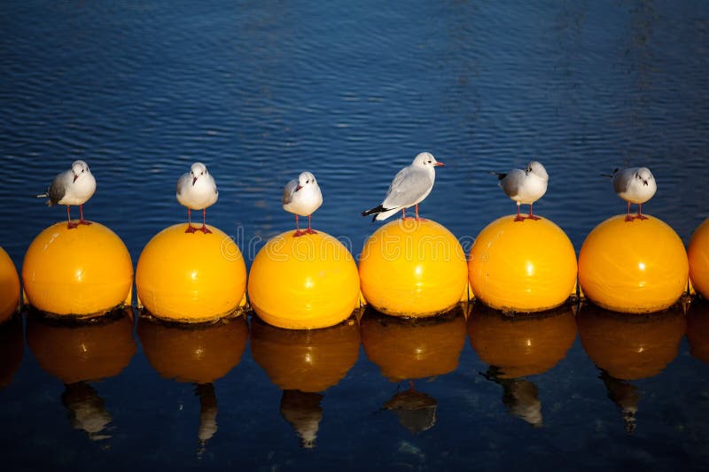Birds in a row stock image. Image of friend, yellow, yacht - 17962409