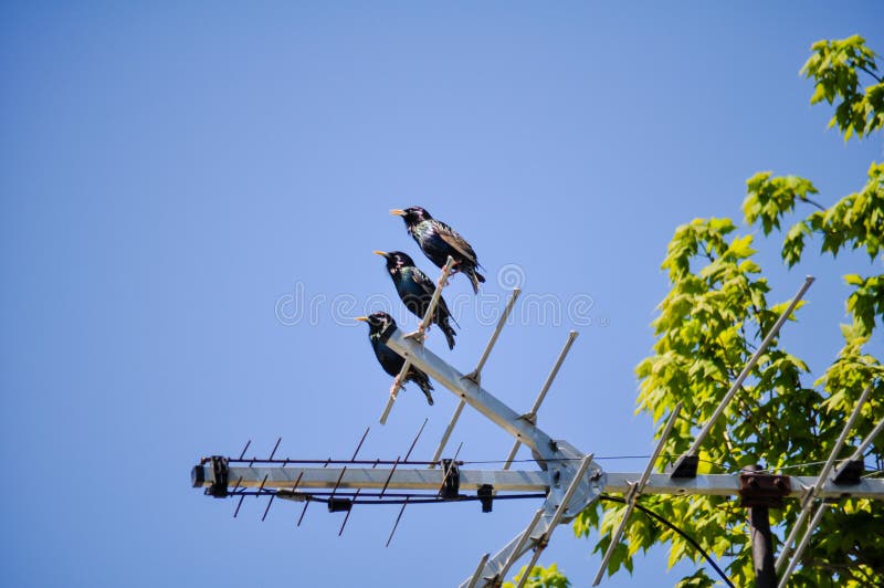 Birds in a Row stock image. Image of birds, flock, together - 46034661
