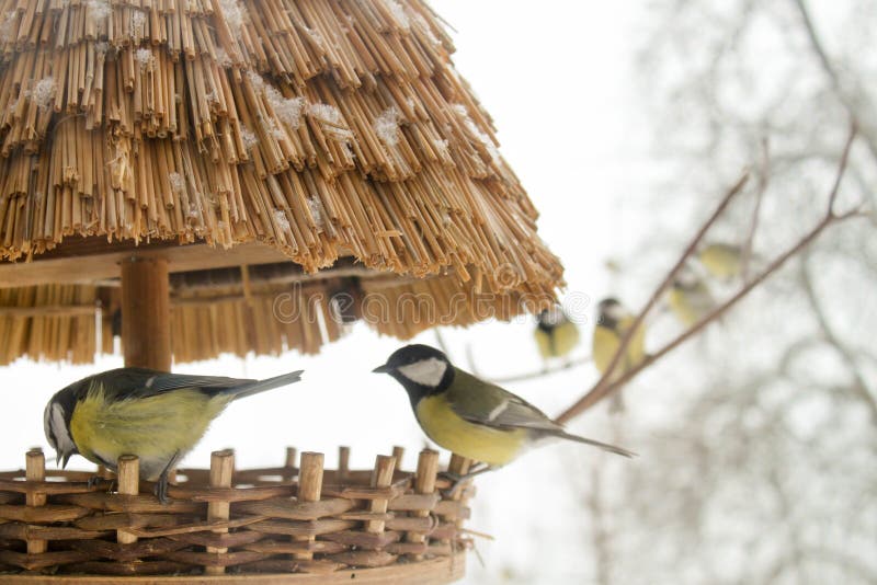 Birds in a row stock image. Image of great, birds, passerine - 44056229