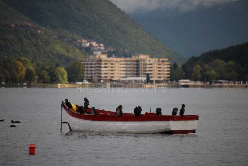 Birds Rowing Boat Ohrid Lake Stock Photos - Free & Royalty-Free Stock ...