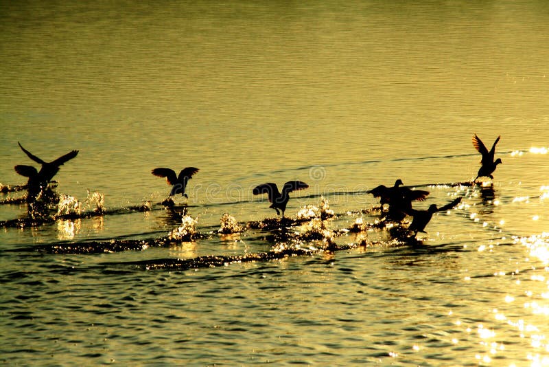 Birds running stock image. Image of ecology, feet, egret - 4394749