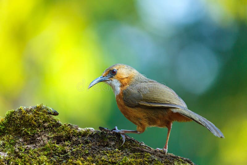 Birds,Rusty-cheeked Scimitar Babbler,Bird . Stock Image - Image of ...