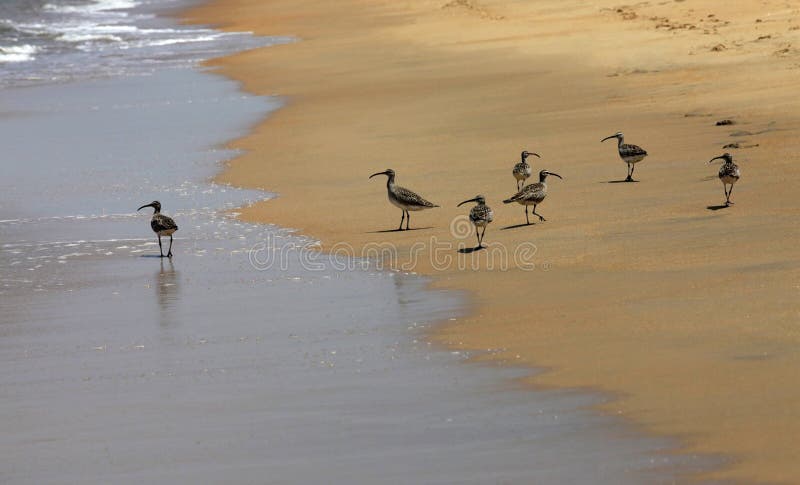 Birds on the sand stock image. Image of nature, water - 42188301
