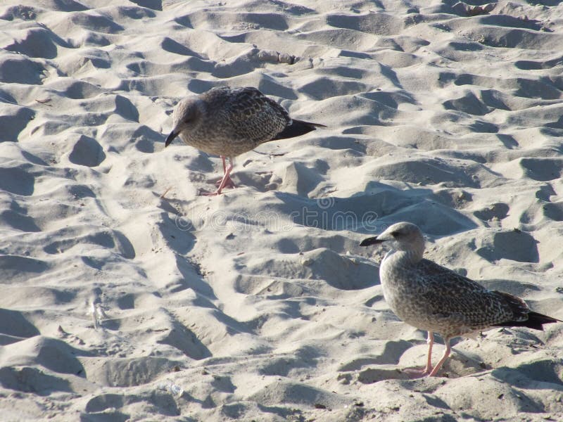 Birds on sand stock photo. Image of ocean, landscape - 100664778