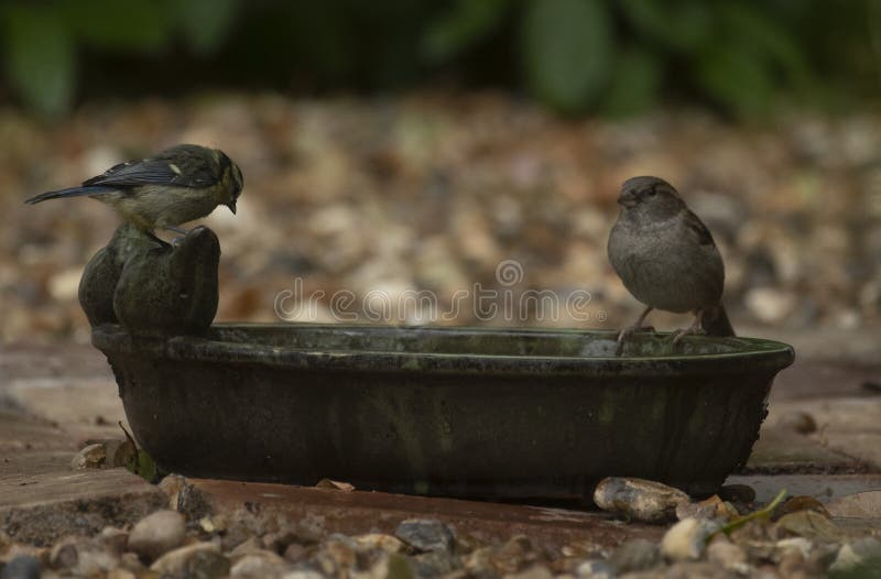 Birds sat on a bird bath stock image. Image of bath - 203362007