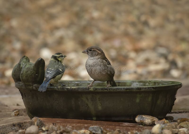 Birds sat on a bird bath stock image. Image of bath - 203362023