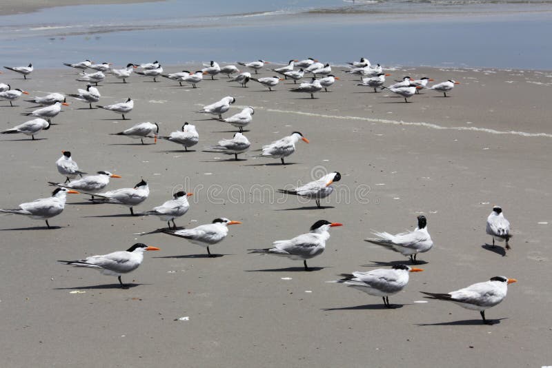 Birds stock photo. Image of enjoy, seashore, sunshine - 36333696