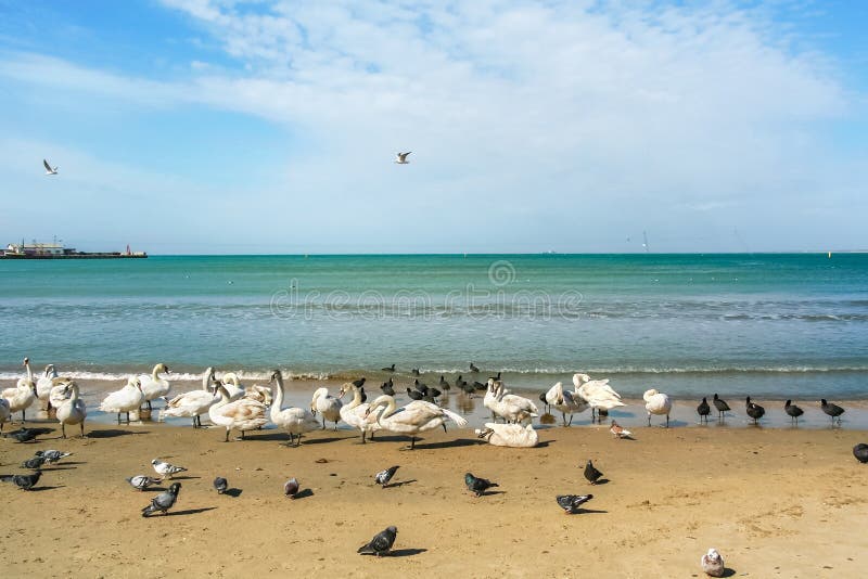 Birds on a Sea Beach on a Spring Day Stock Photo - Image of beach ...