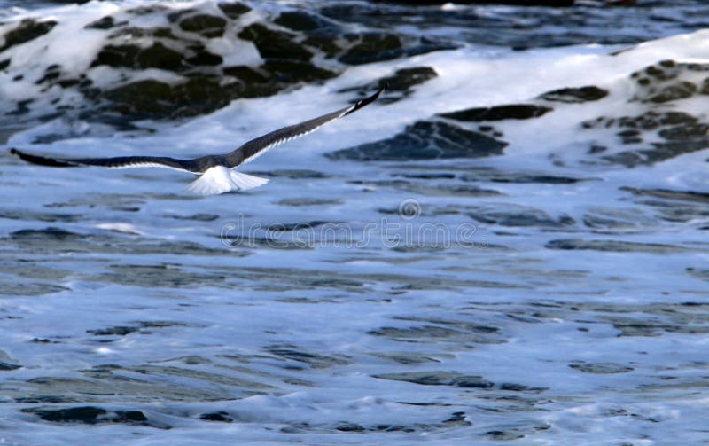 Birds and the sea stock image. Image of shore, splashes - 108166657