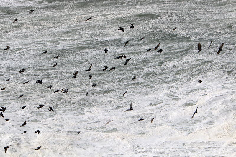 Birds and the sea stock photo. Image of wind, waves - 108166660
