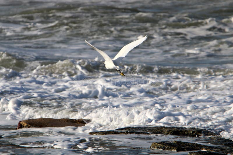 Birds and the sea stock image. Image of winter, wind - 108166893