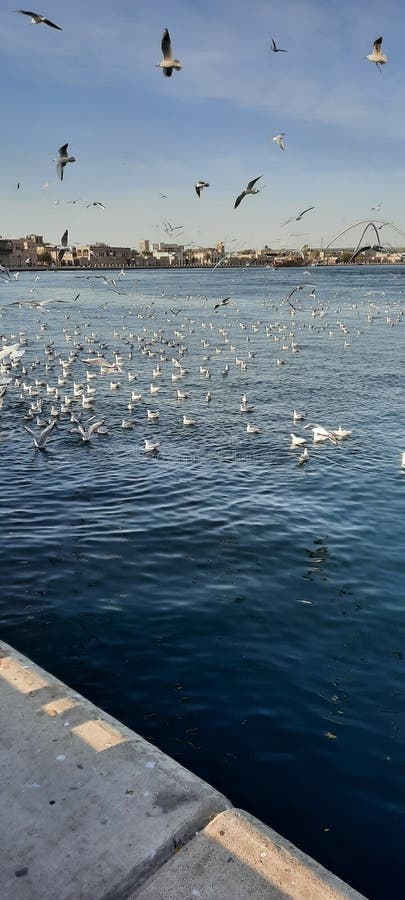 Birds on sea side stock image. Image of ocean, wave - 351314389